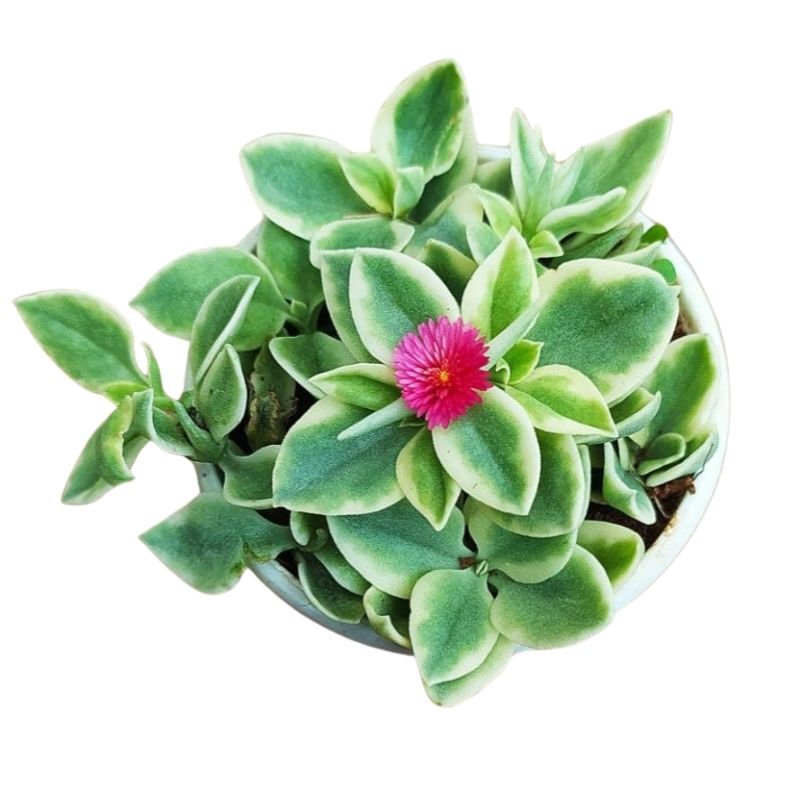 Aptenia cordifolia, Baby Sun Rose – Succulent Plant - leafynursery.com